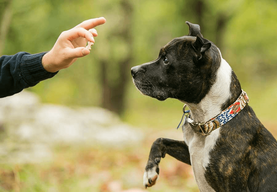 Essential Tips for Effective Dog Training – PFH Shop